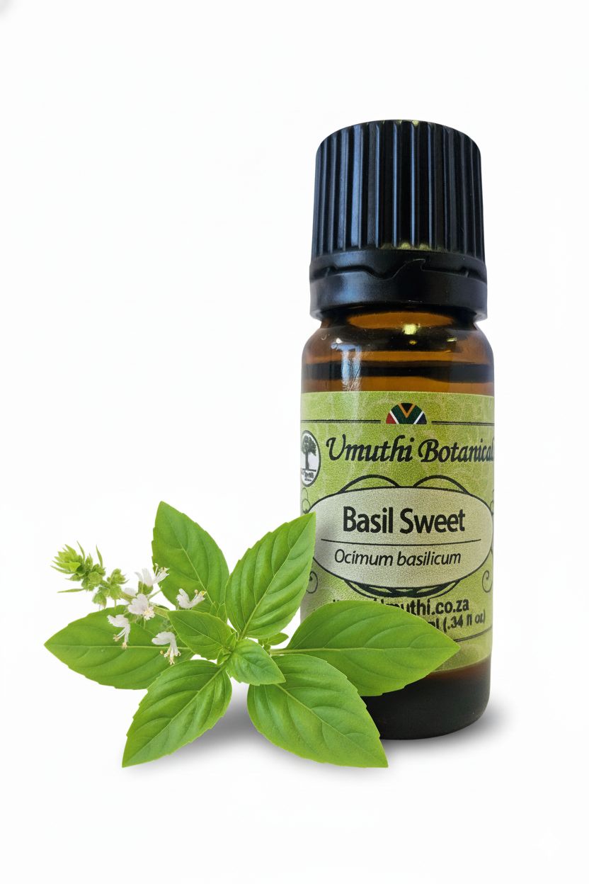 Basil Sweet - Essential Oil